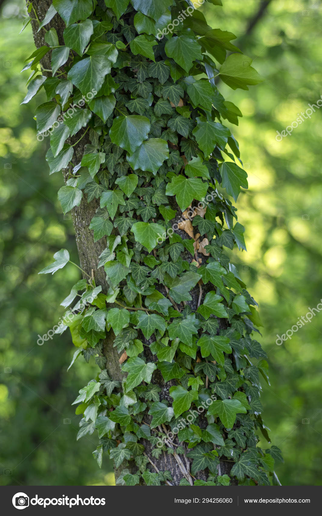 Ivy Growing On Tree Trunks