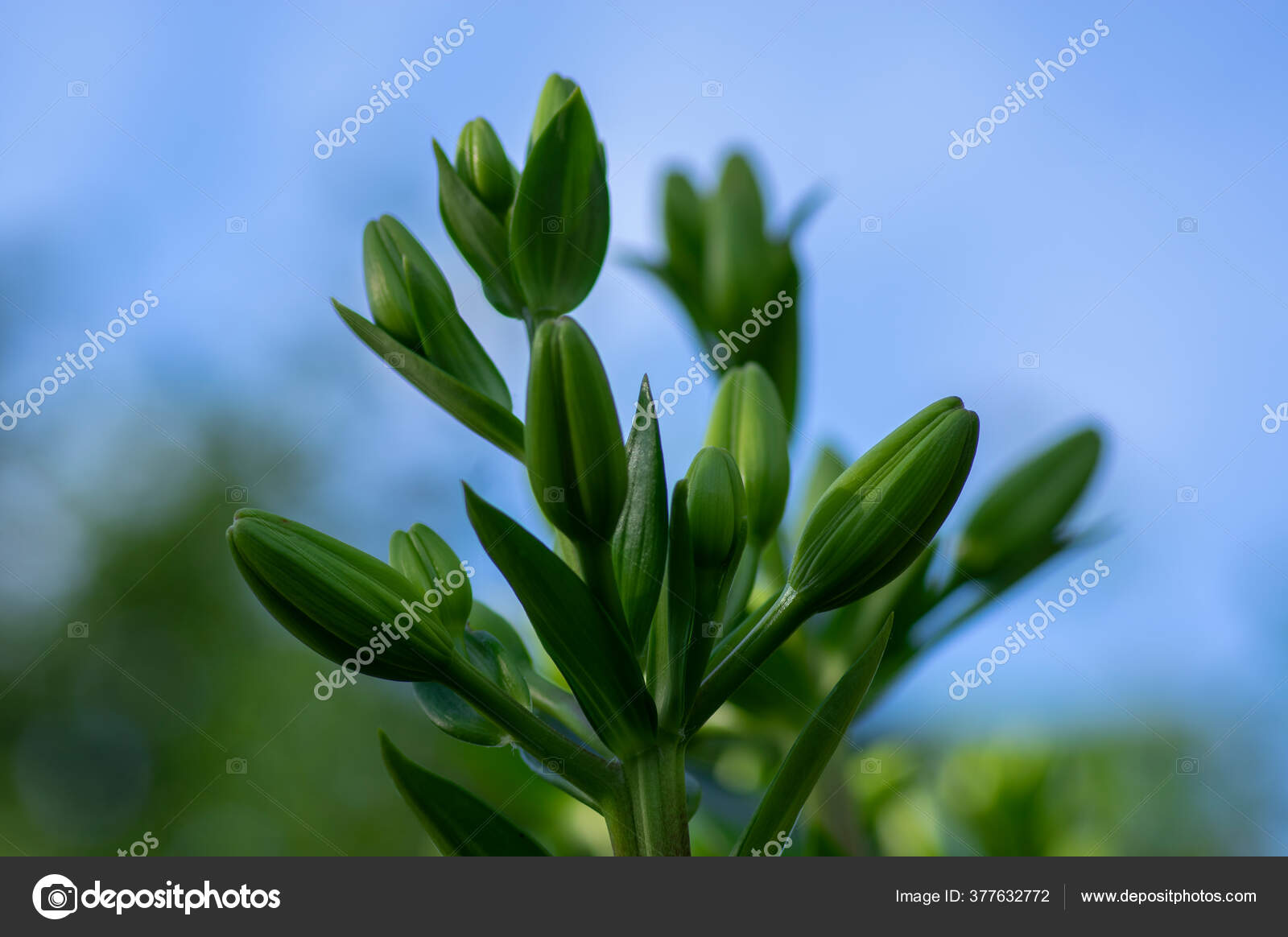Lilium Flowers Buds Asiatic Hybrids Ornamental Cultivated Lilies Buds ...