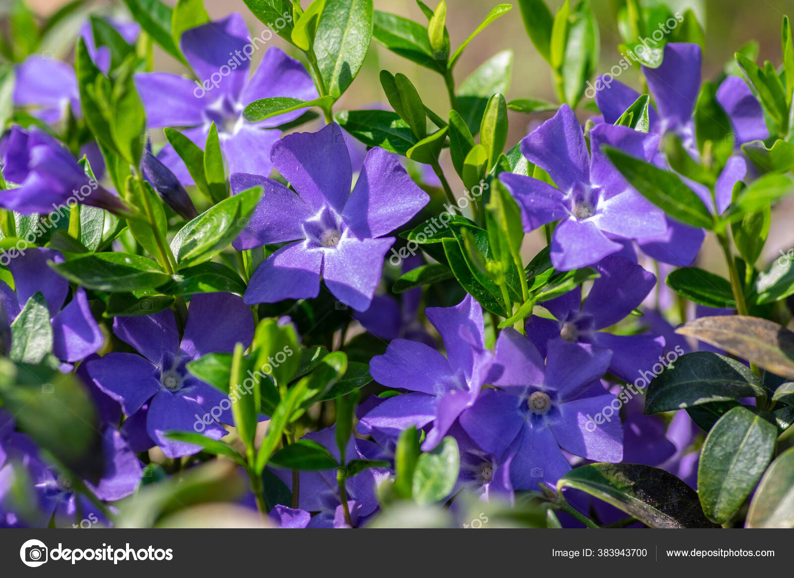 Common Periwinkle Plant