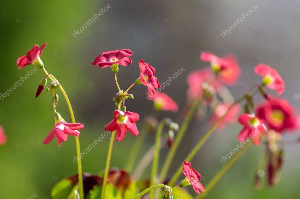 Oxalis tetraphylla hermosas plantas bulbosas con flores, flores de ...