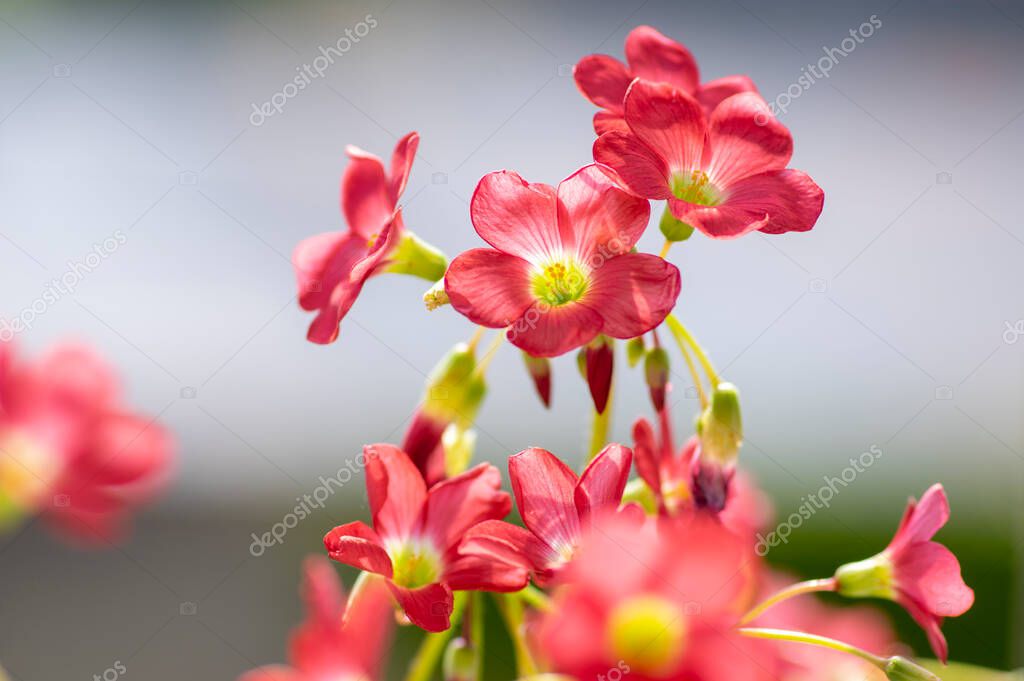 Oxalis tetraphylla hermosas plantas bulbosas con flores, flores de ...