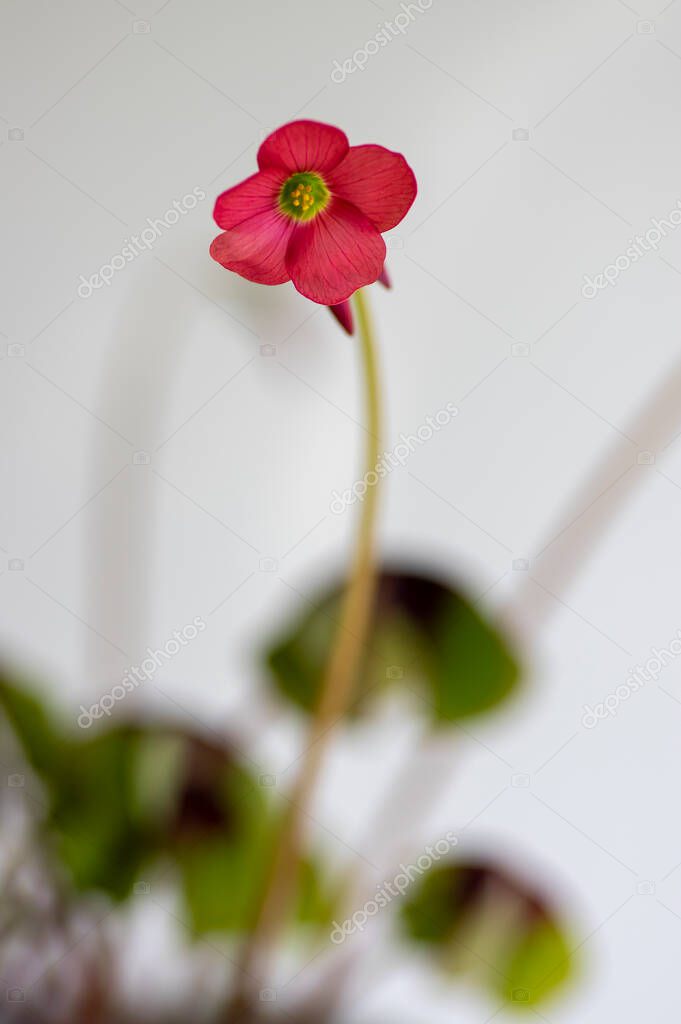 Oxalis tetraphylla hermosas plantas bulbosas con flores, flores de ...