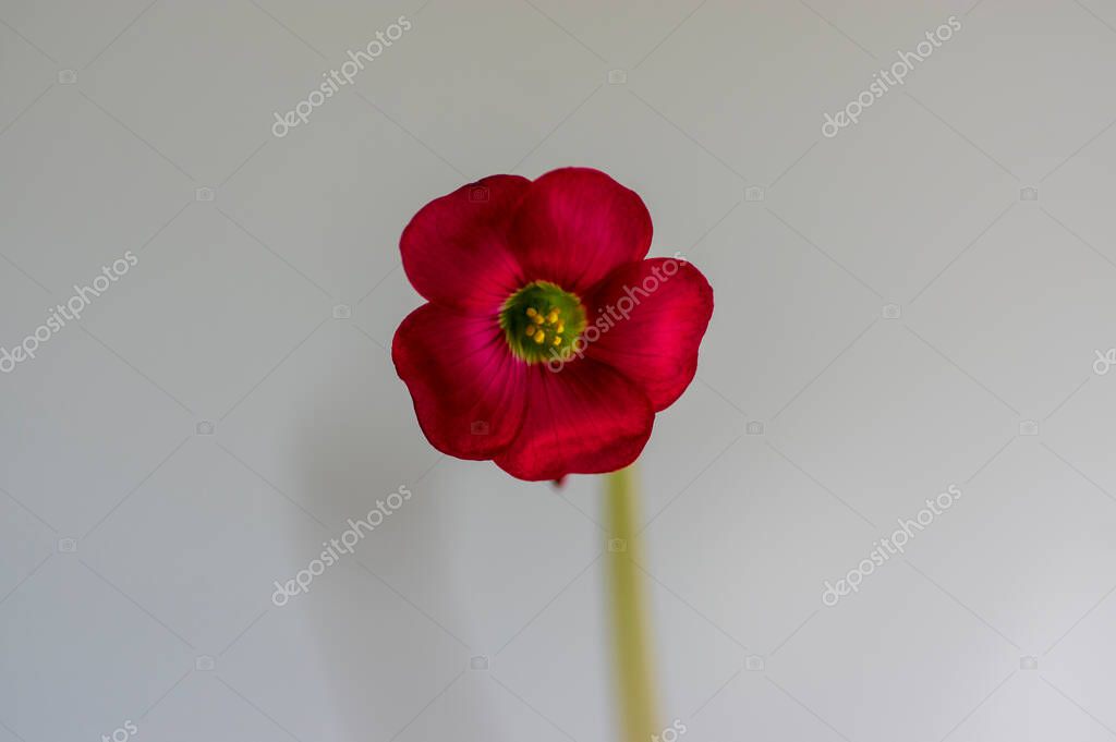 Oxalis tetraphylla hermosas plantas bulbosas con flores, flores de ...