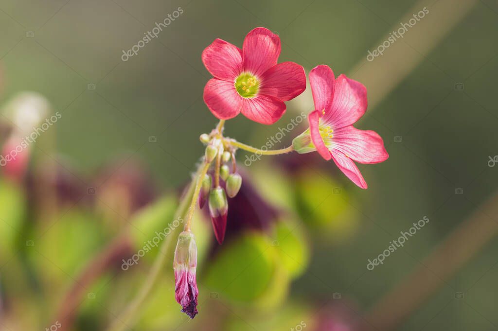 Oxalis tetraphylla hermosas plantas bulbosas con flores, flores de ...