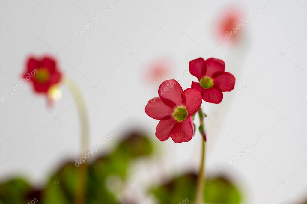 Oxalis tetraphylla hermosas plantas bulbosas con flores, flores de ...