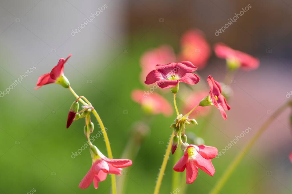 Oxalis tetraphylla hermosas plantas bulbosas con flores, flores de ...