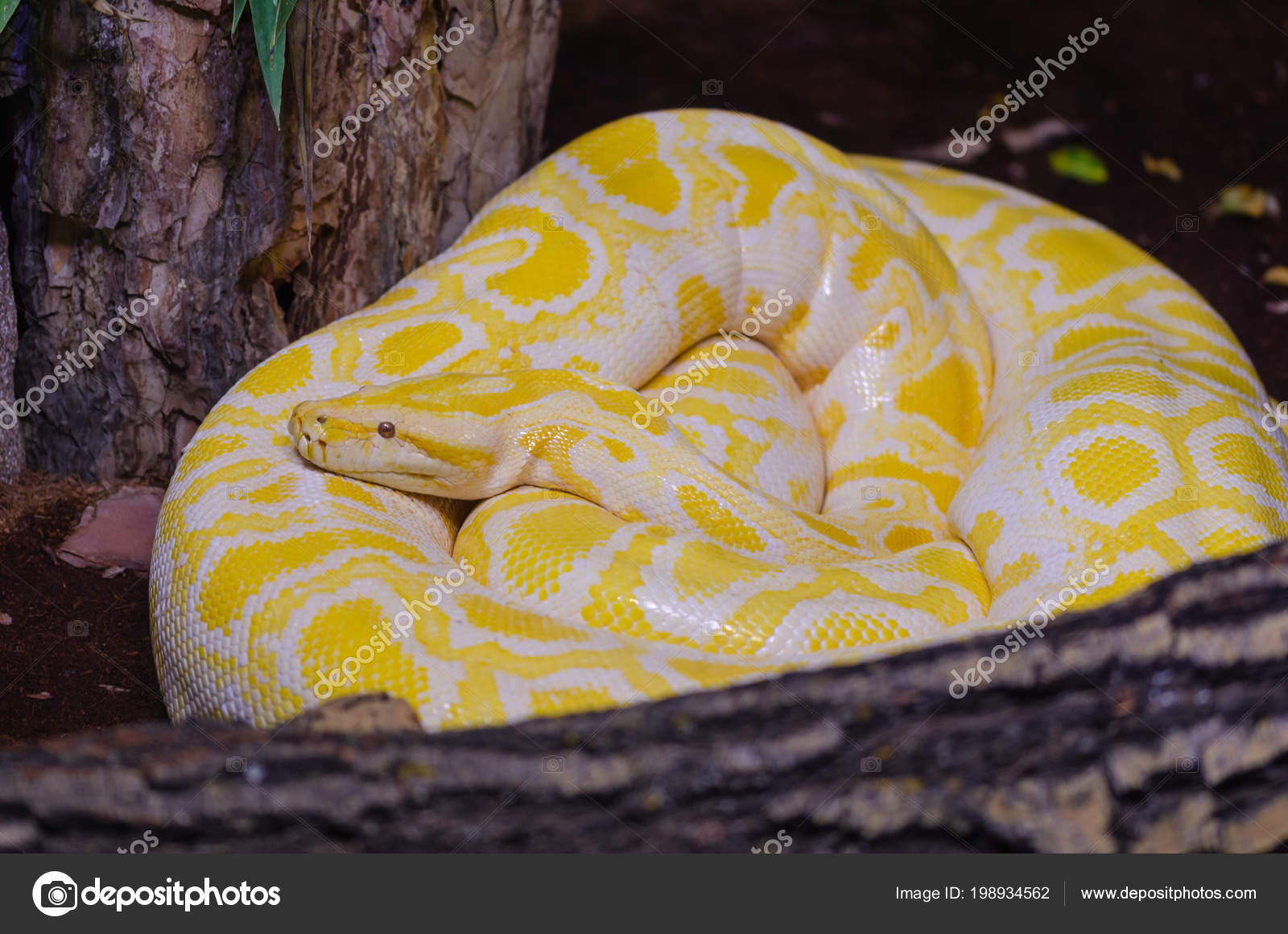 Piton Birmanesa Albina