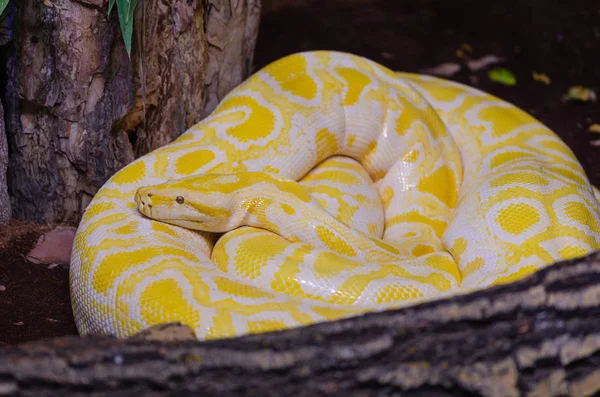 Albino burmese python Stock Photos, Royalty Free Albino burmese python ...