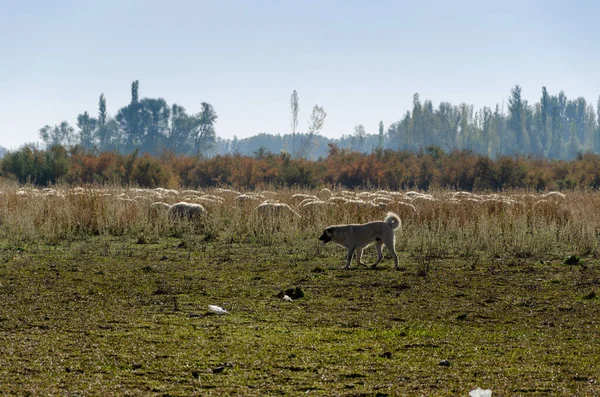 Paisajes rurales en argentina fotos de stock, imágenes de Paisajes ...