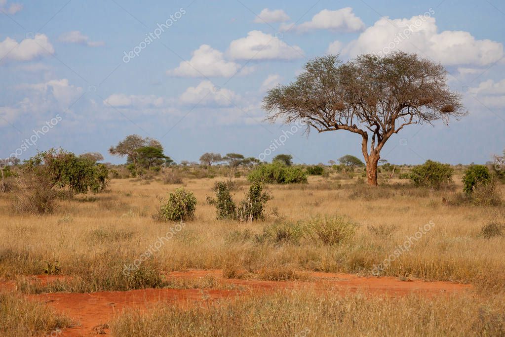 Un gran árbol en la sabana entre otras plantas con un cielo azul 2024