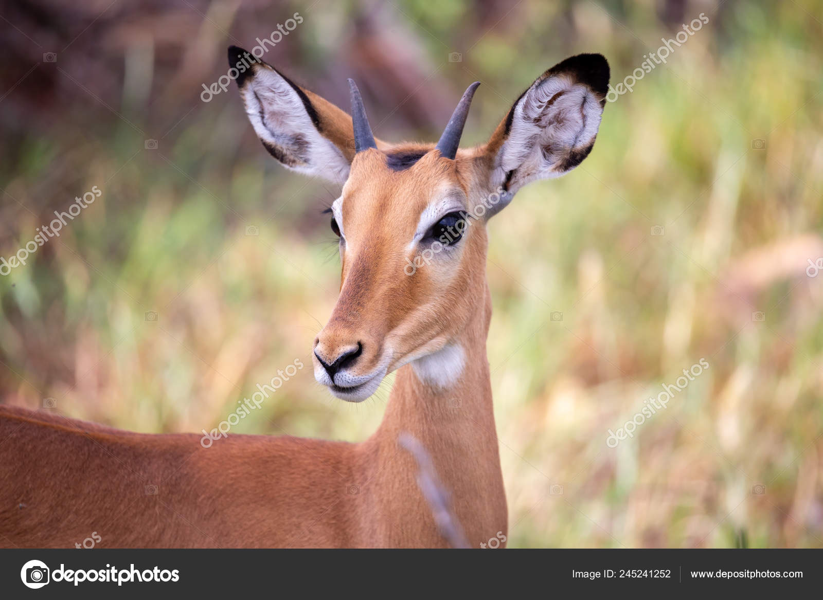 One Antelope Standing Beween Plants Savannah Stock Photo by ©25ehaag6 ...