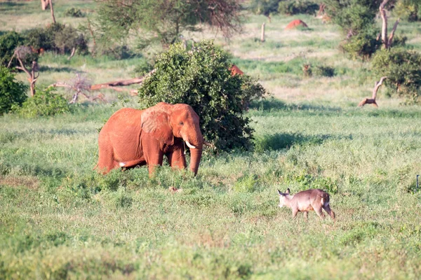 A big red elephant walks through the savannah between many plant ...