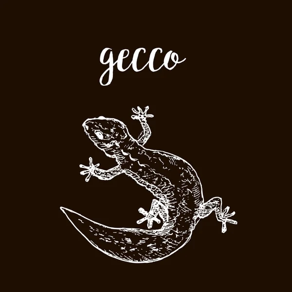 Reptiles Vector Graphics | Everypixel