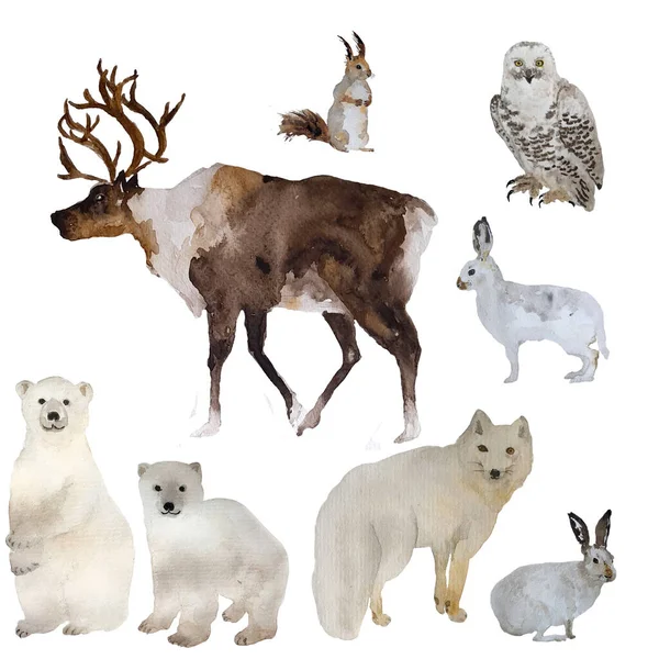 Tundra animals Stock Photos, Royalty Free Tundra animals Images ...