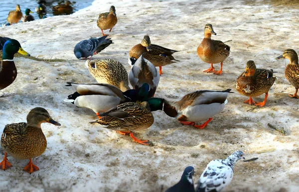 Manger queue Stock Photos, Royalty Free Manger queue Images | Depositphotos