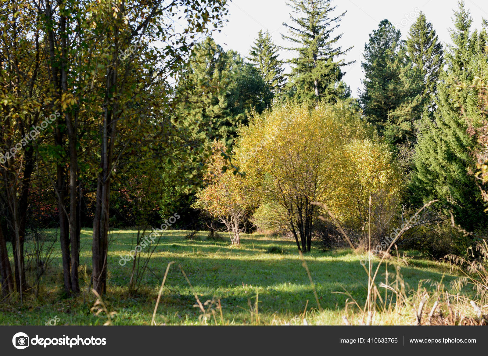 Autumn Forest Trees Park — Stock Photo © tanzelya888 #410633766