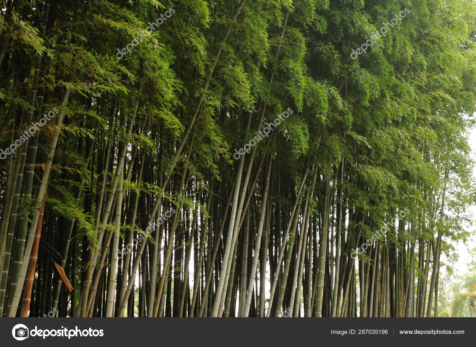 Green Bamboo Forest Botanical Garden — Stock Photo © dashadoroshchuk ...