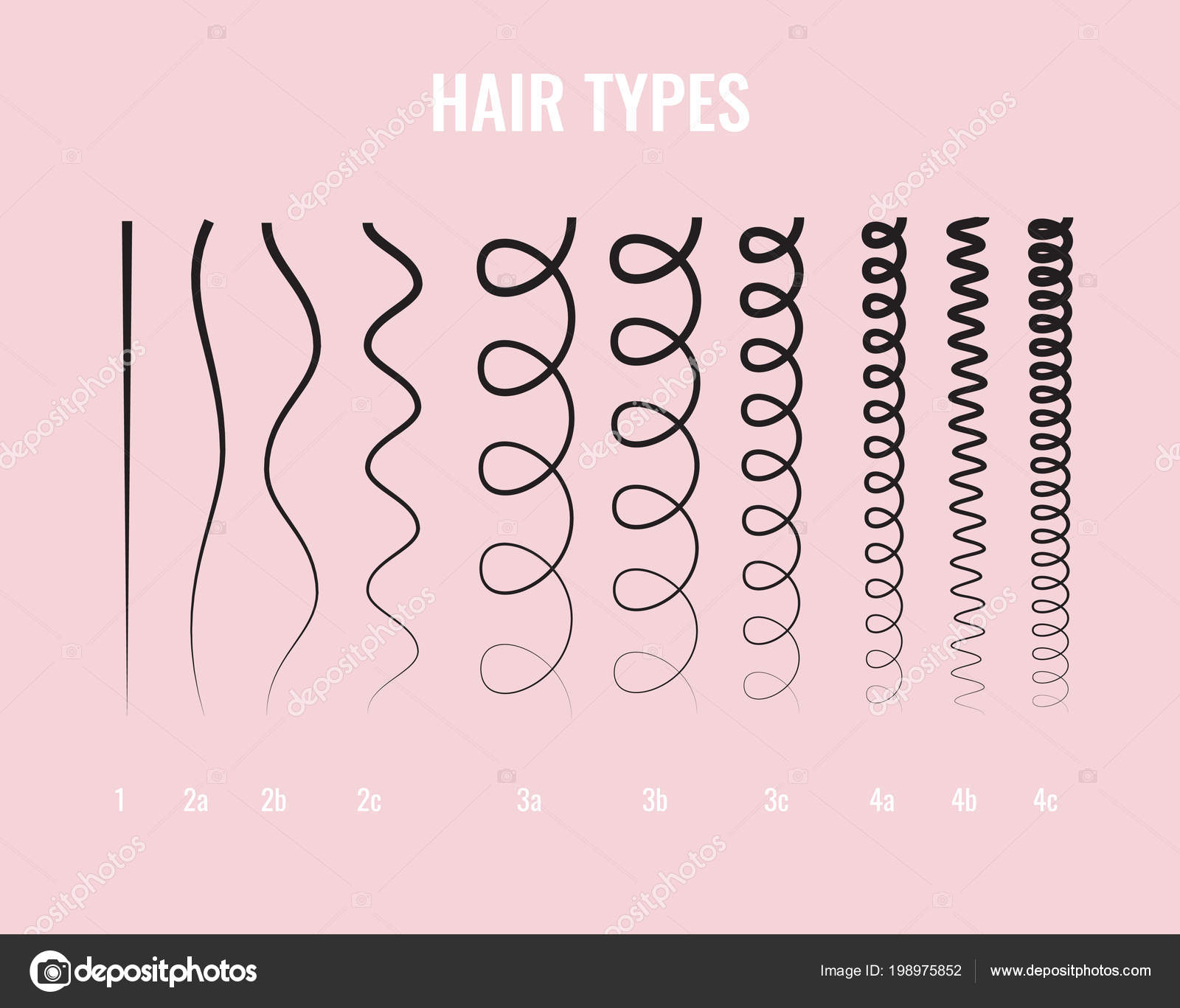 balayagedarkhair: Hair Curl Types Chart balayagedarkhair: Hair Curl Types Chart