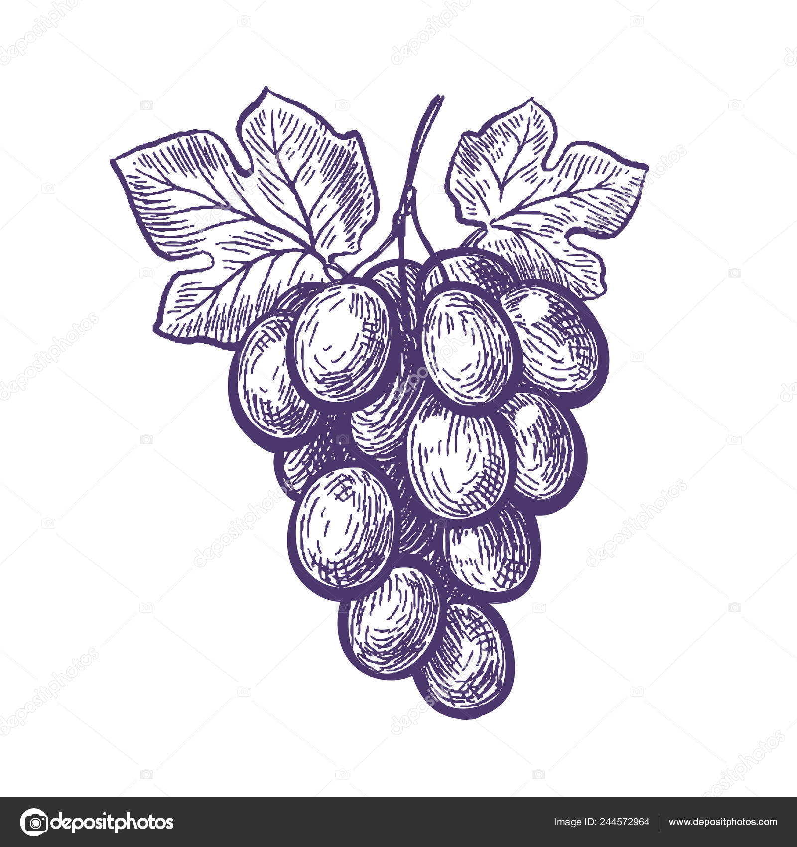 Bunch Of Grapes Drawing