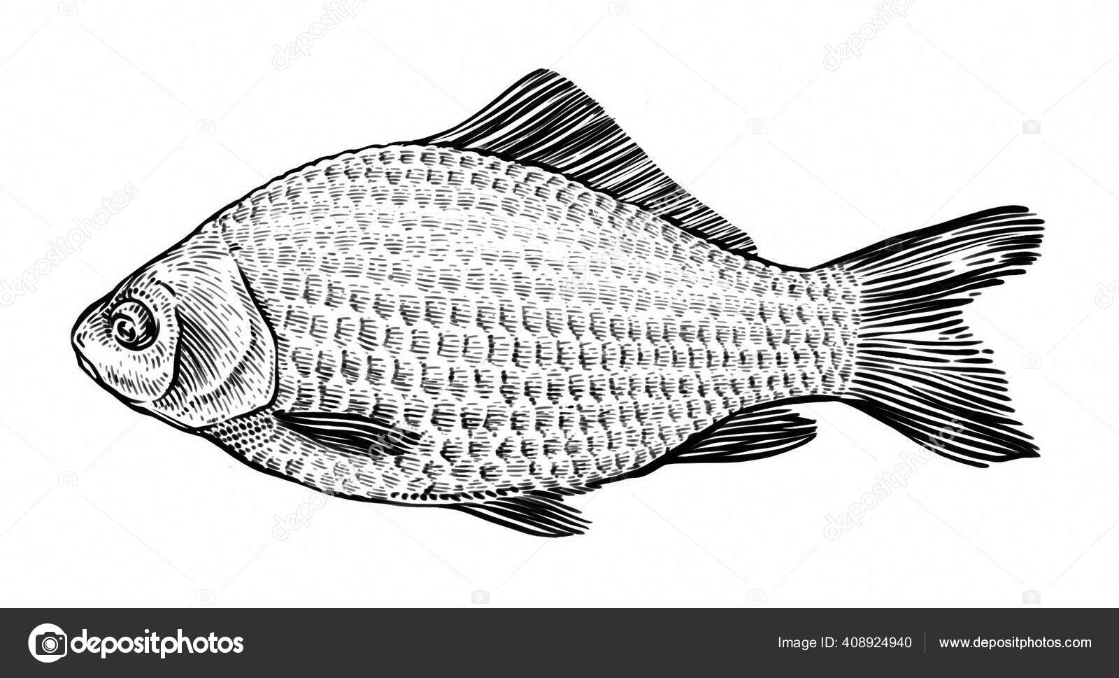 Fish Hand Drawn Sketch Vintage Illustration Stock Illustration by ...