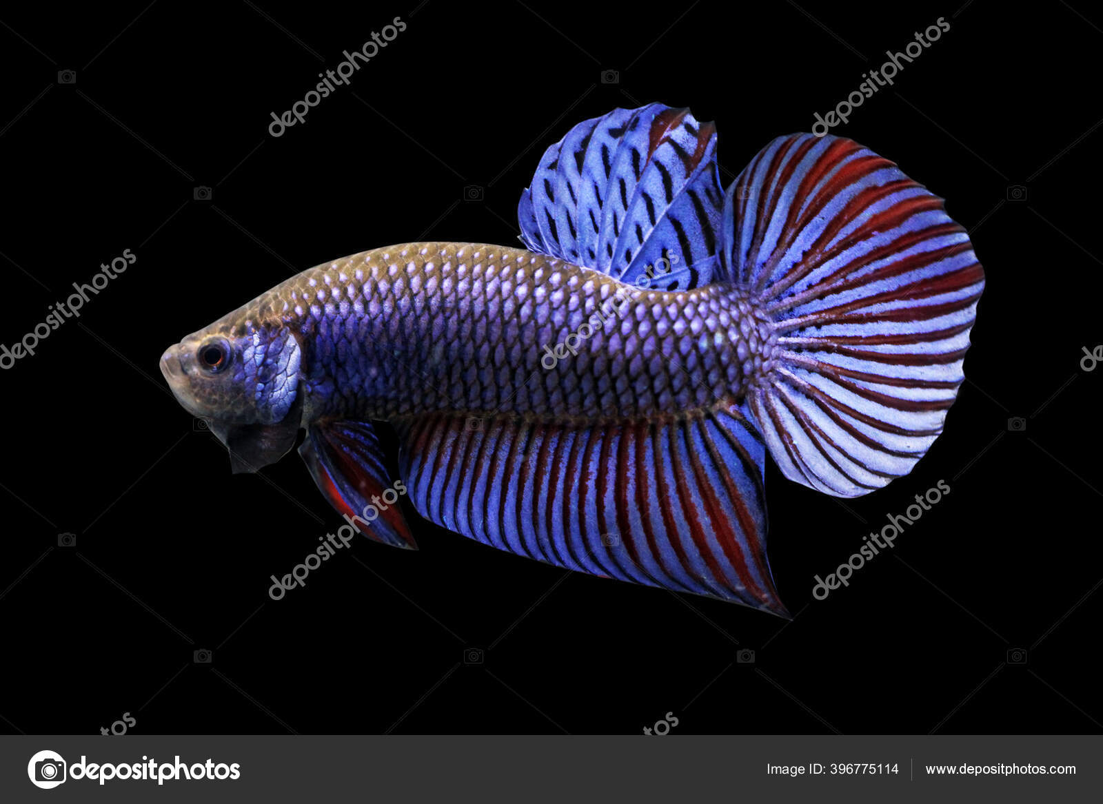 Blue Betta Fish Male