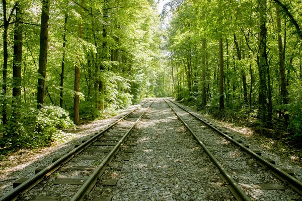 Train tracks forest Stock Photos, Royalty Free Train tracks forest ...