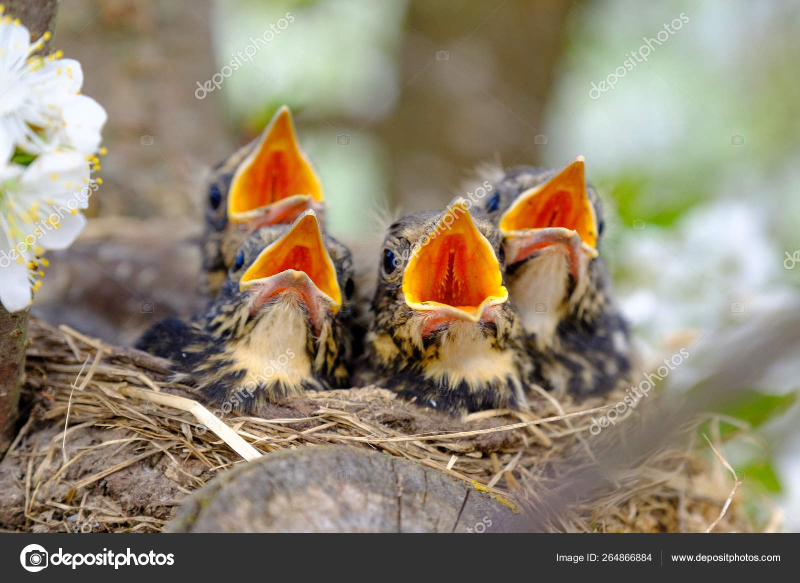 Bird brood in nest on blooming tree, baby birds, nesting with wide open ...