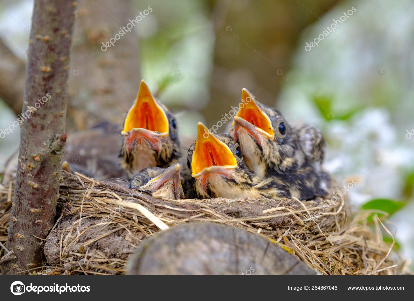 Baby Birds Feeding In Nest