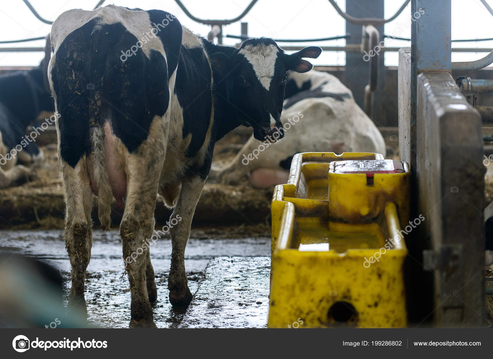 Modern Cowshed Cultivation Dairy Breeds Cows Stock Photo by ...
