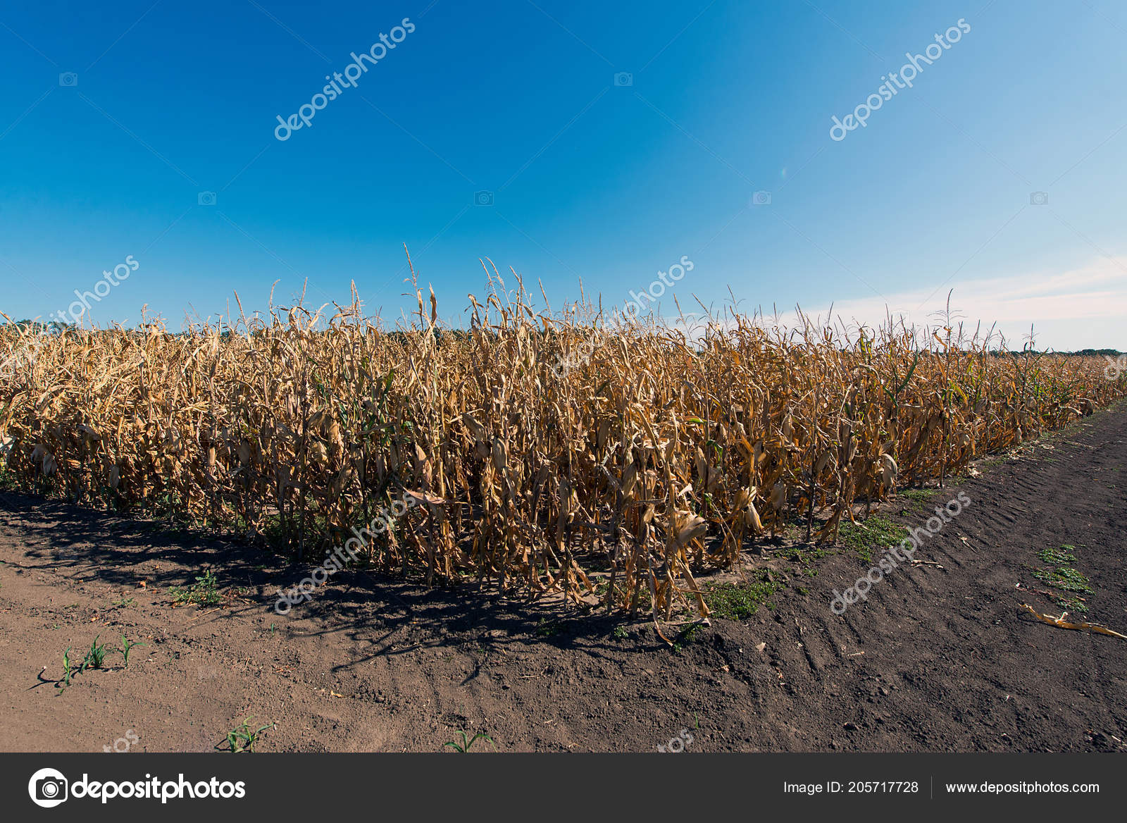 Autumn Time Harvest Hybrids Corn Mature Cobs Field — Stock Photo ...
