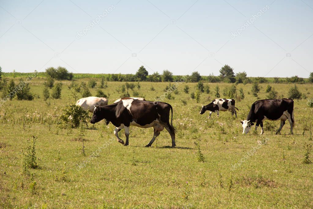 Vacas caminando en el campo y pastando. 2024