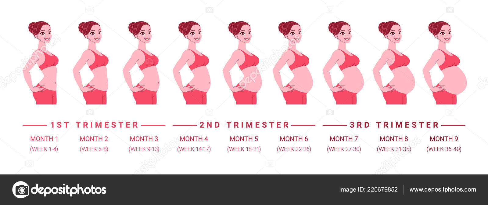Pregnancy development by months. Isolated vector illustration. Stock ...