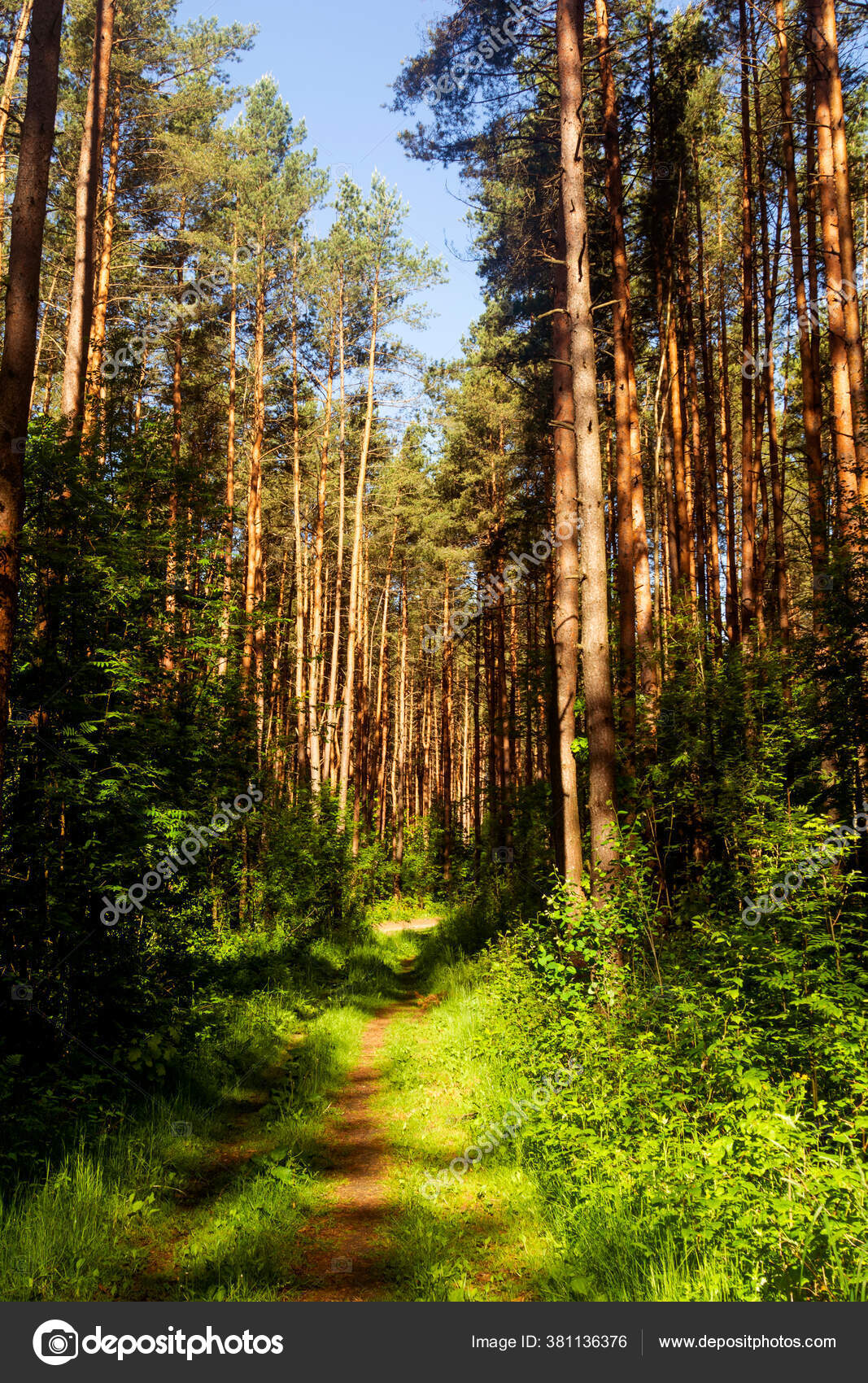 Summer Nature Background Sun Beam Green Landscape Sunshine Sunny Forest ...