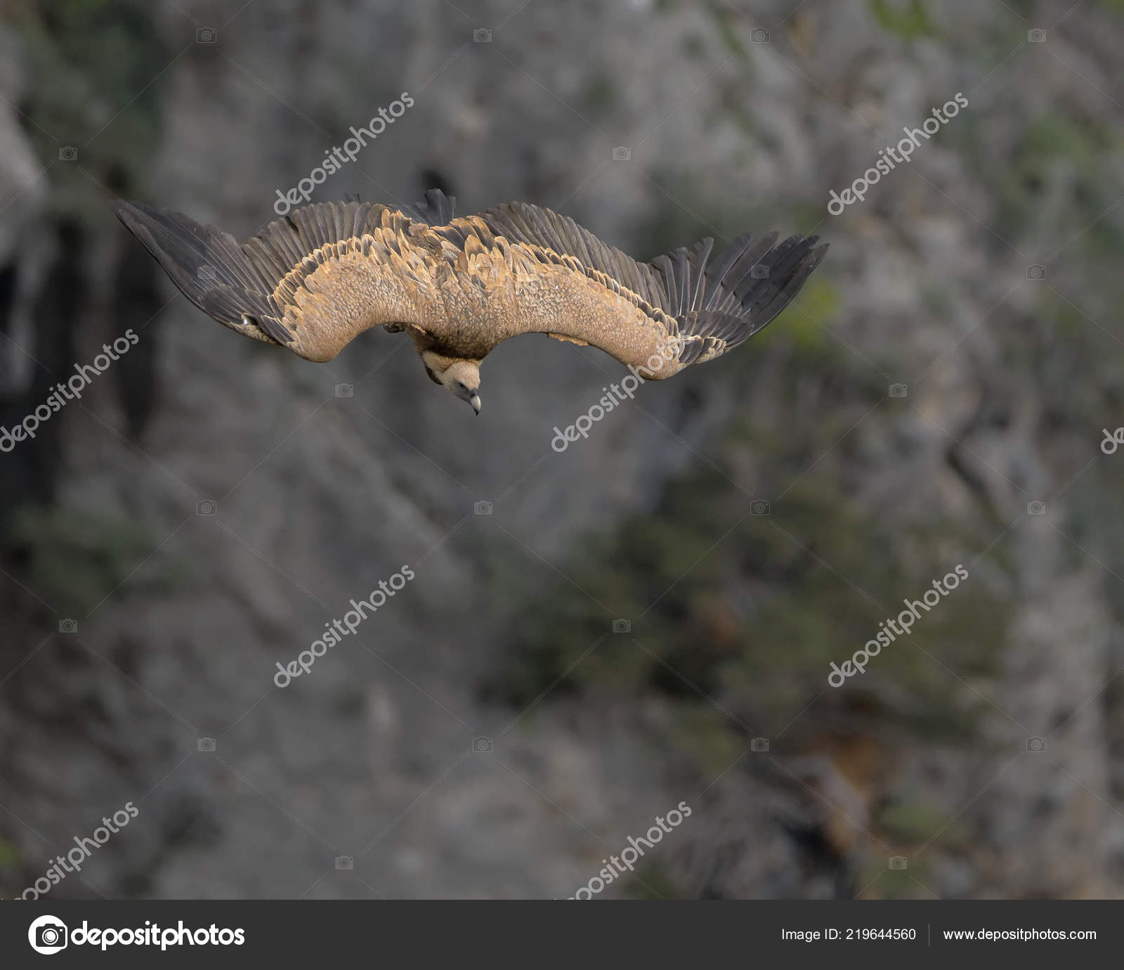 Buitre Leonado Gyps Fulvus Creta — Foto de stock #219644560 © tassos