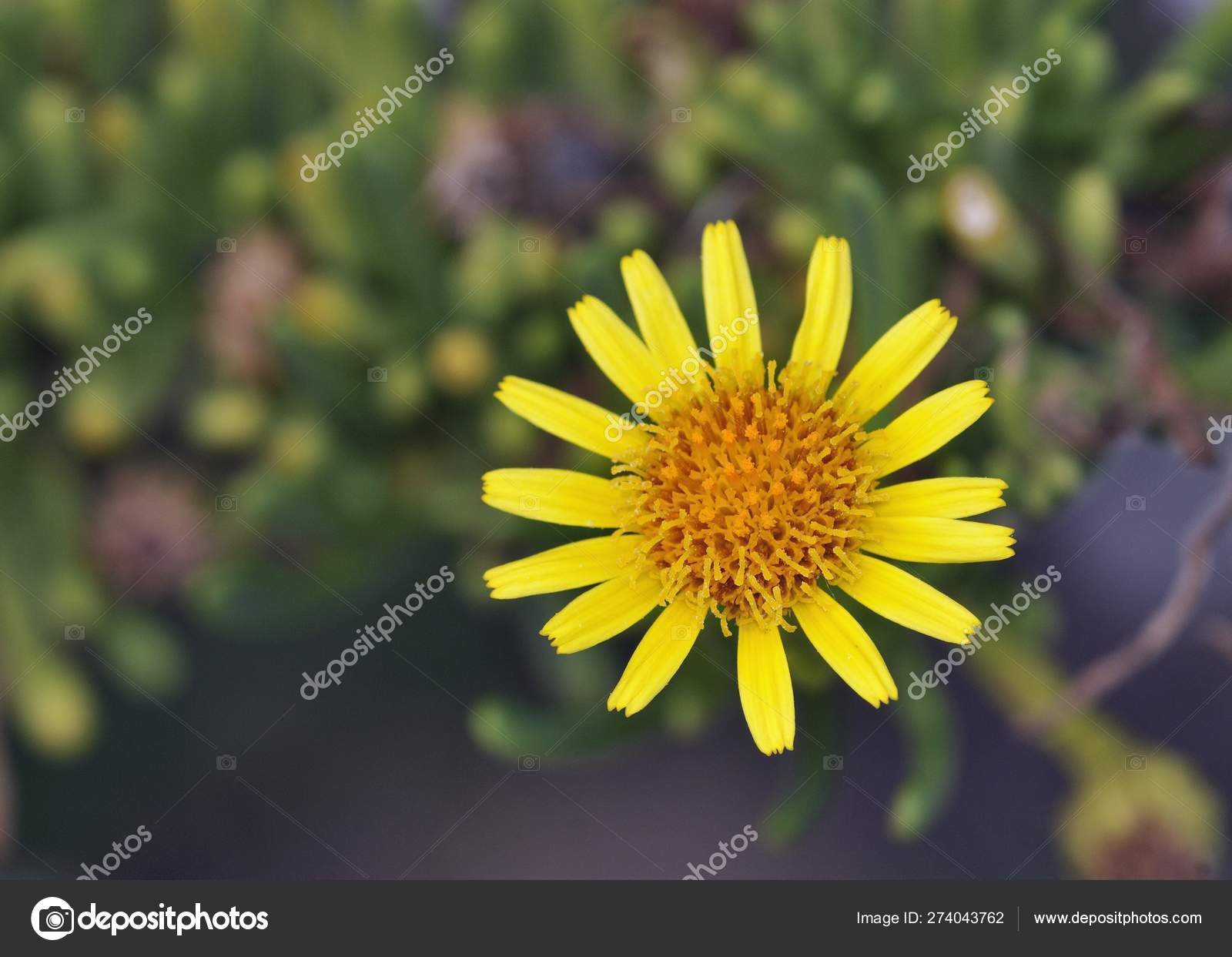 Golden Samphire Inula Crithmoides Crete Stock Photo by ©tassos 274043762