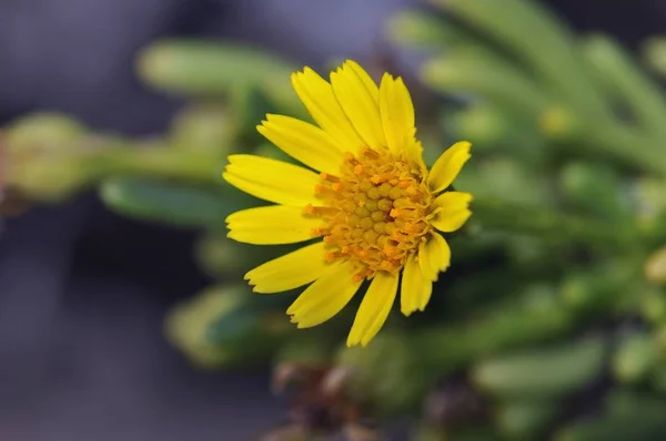 Golden Samphire Inula Crithmoides Crete Stock Photo by ©tassos 274043762