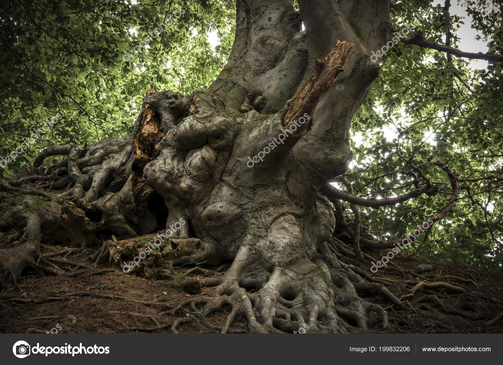 Germanys National Tree
