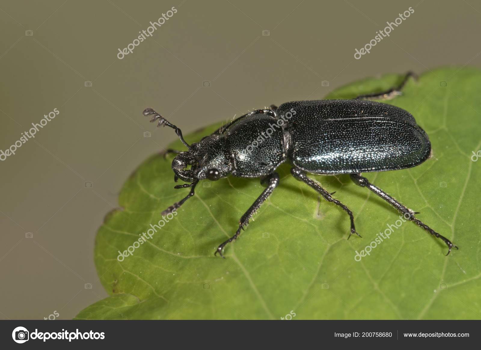Small Stag Beetle Platycerus Caraboides Green Leaf — Stock Photo ...
