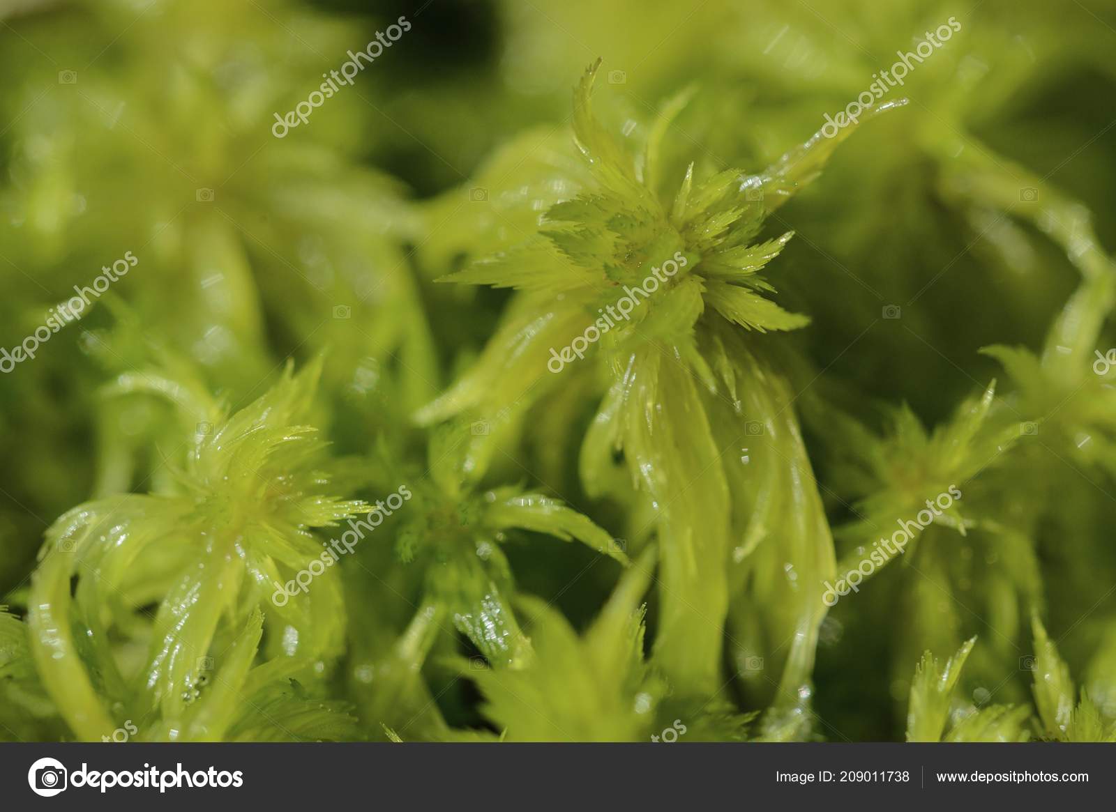 Sphagnum Moss Microscope