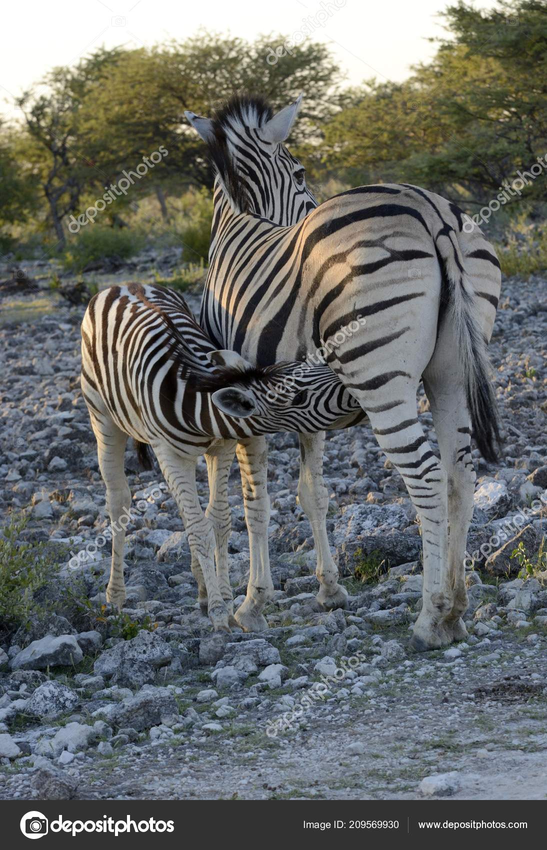 Two Zebras Equus Quagga Suckling Foal — Stock Photo © imagebrokermicrostock #209569930