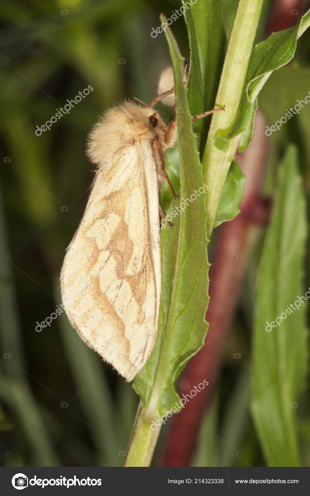 Ghost Moth Ghost Swift Detailed Macro Shot View — Stock Photo ...