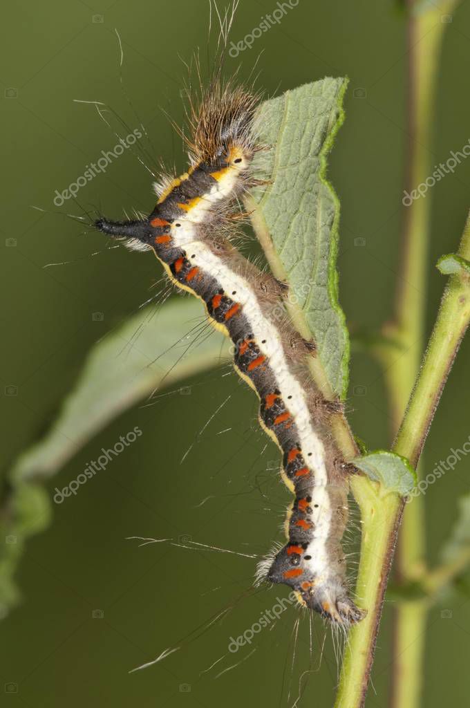 Oruga de una Polilla Daga Gris alimentándose de un Bush de Sallow Eared ...