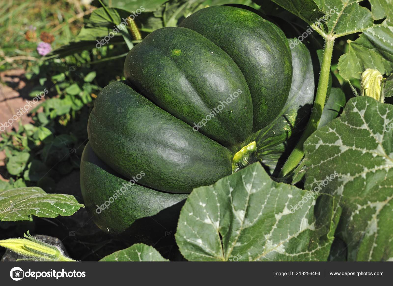 Cucurbita Mixta