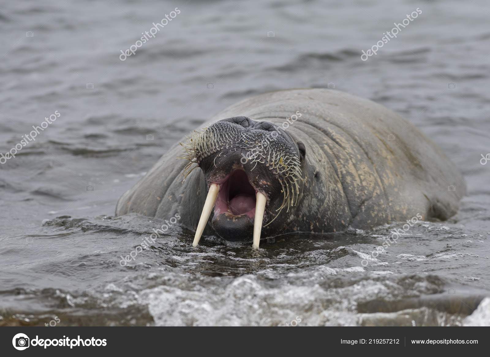 Beautiful Walrus Natural Habitat Phippsya Sjuyane Svalbard Archipelago ...