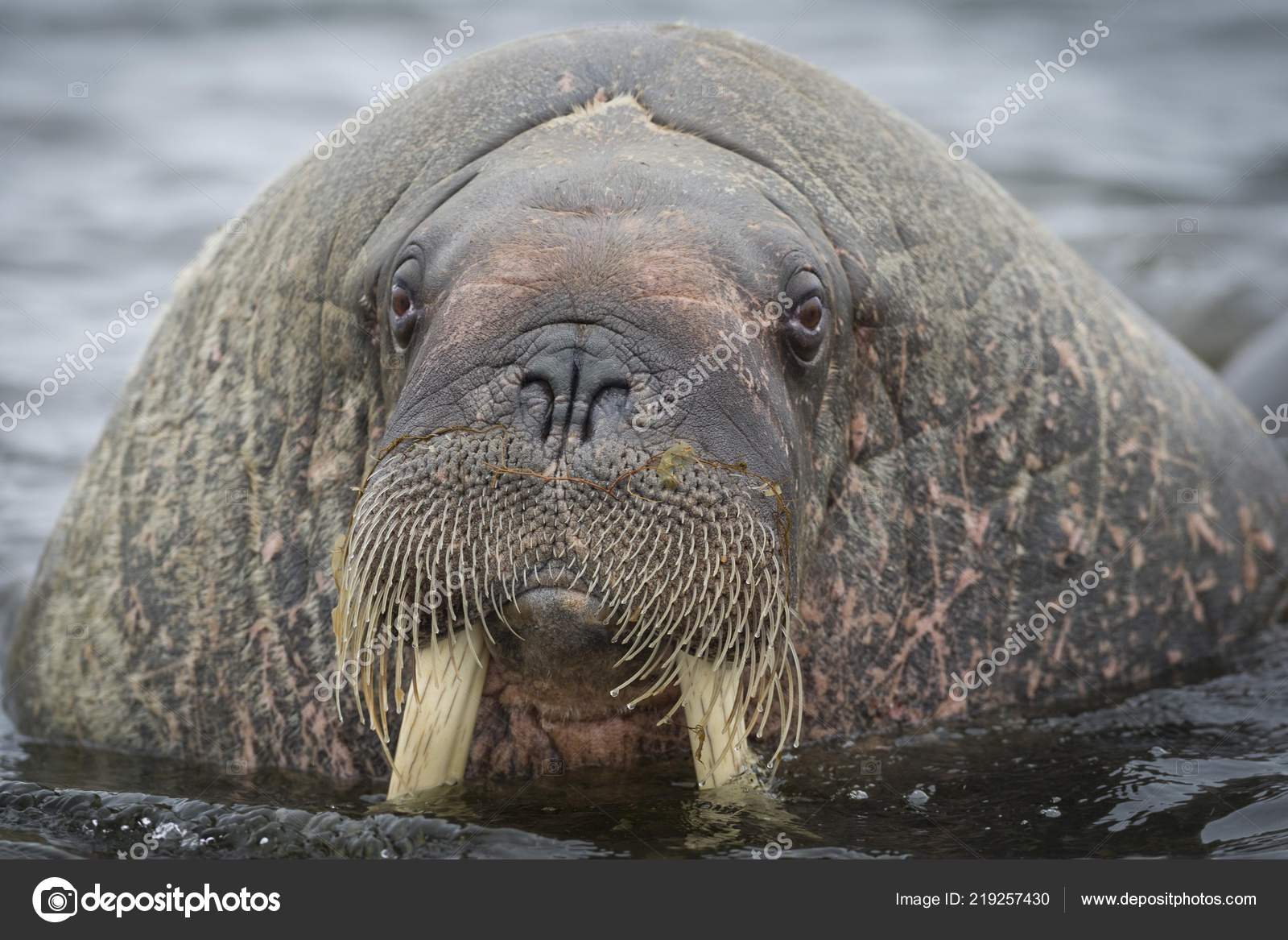Beautiful Walrus Natural Habitat Phippsya Sjuyane Svalbard Archipelago ...