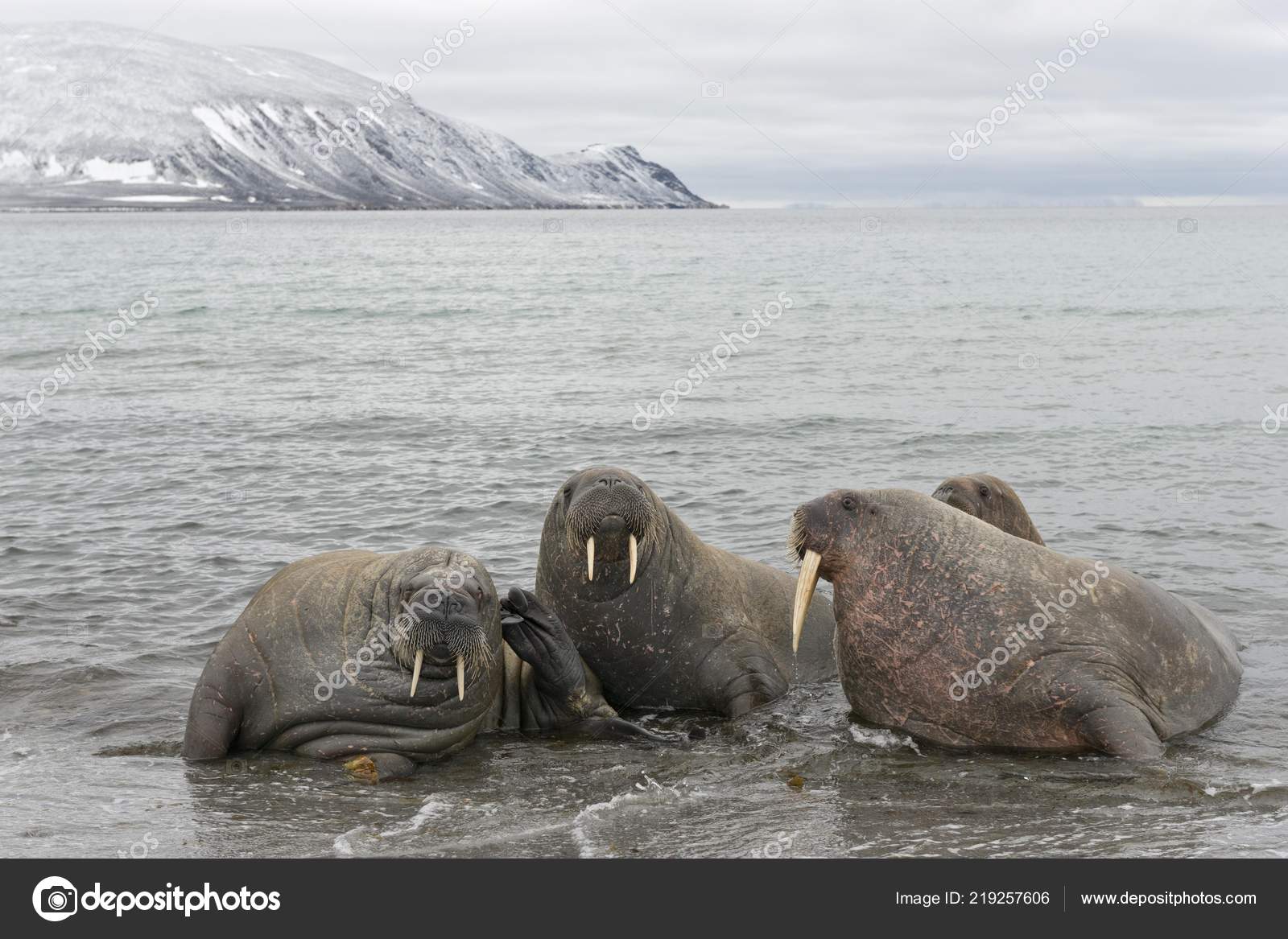 Beautiful Walruses Natural Habitat Phippsya Sjuyane Svalbard ...
