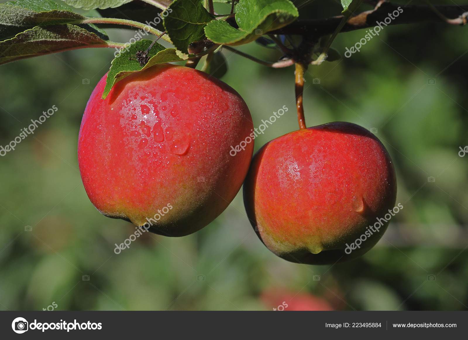 Apple Tree Fresh Red Apples — Stock Photo © imagebrokermicrostock ...