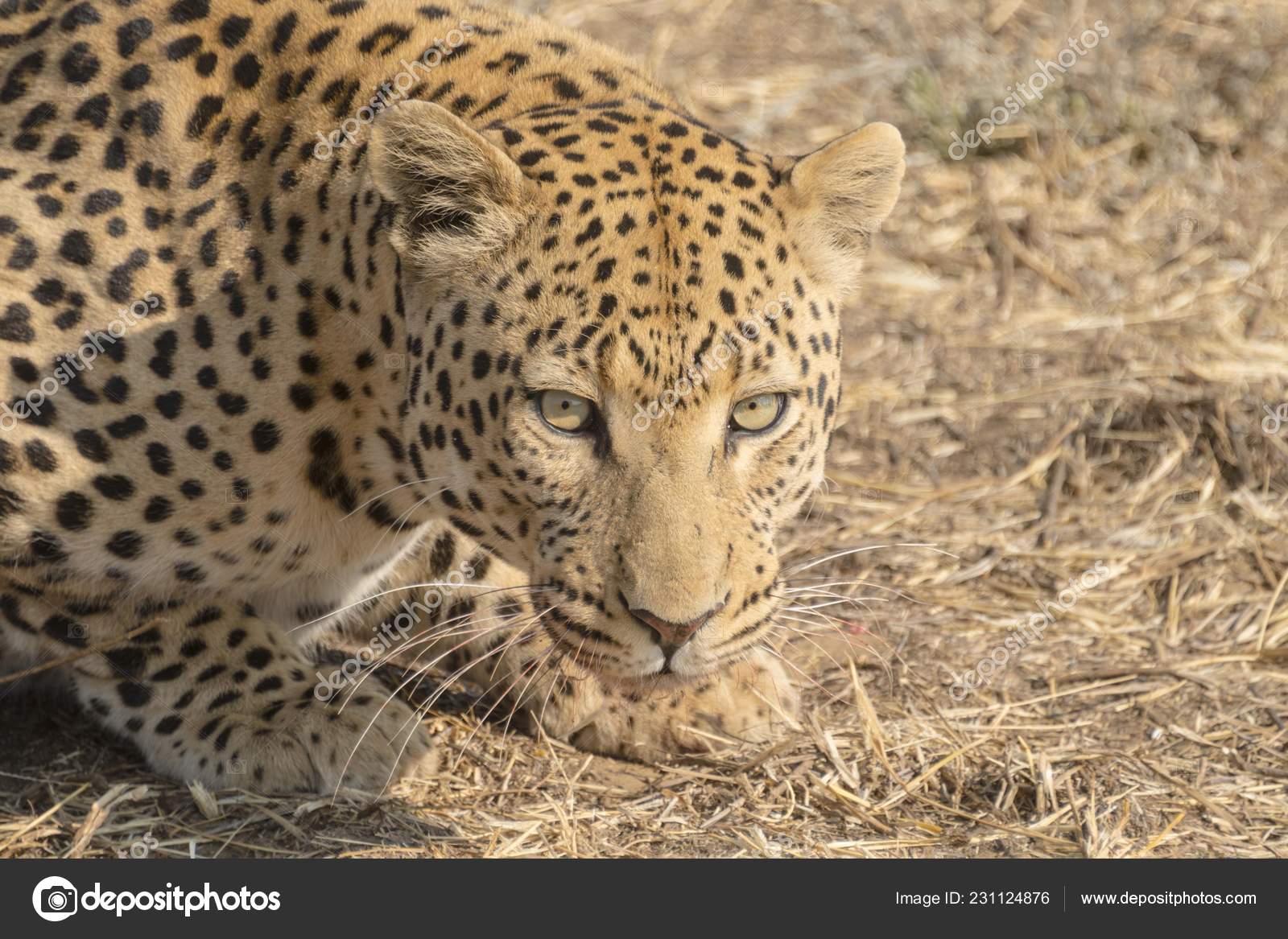 Majestic Furry Leopard Wild Nature — Stock Photo ...
