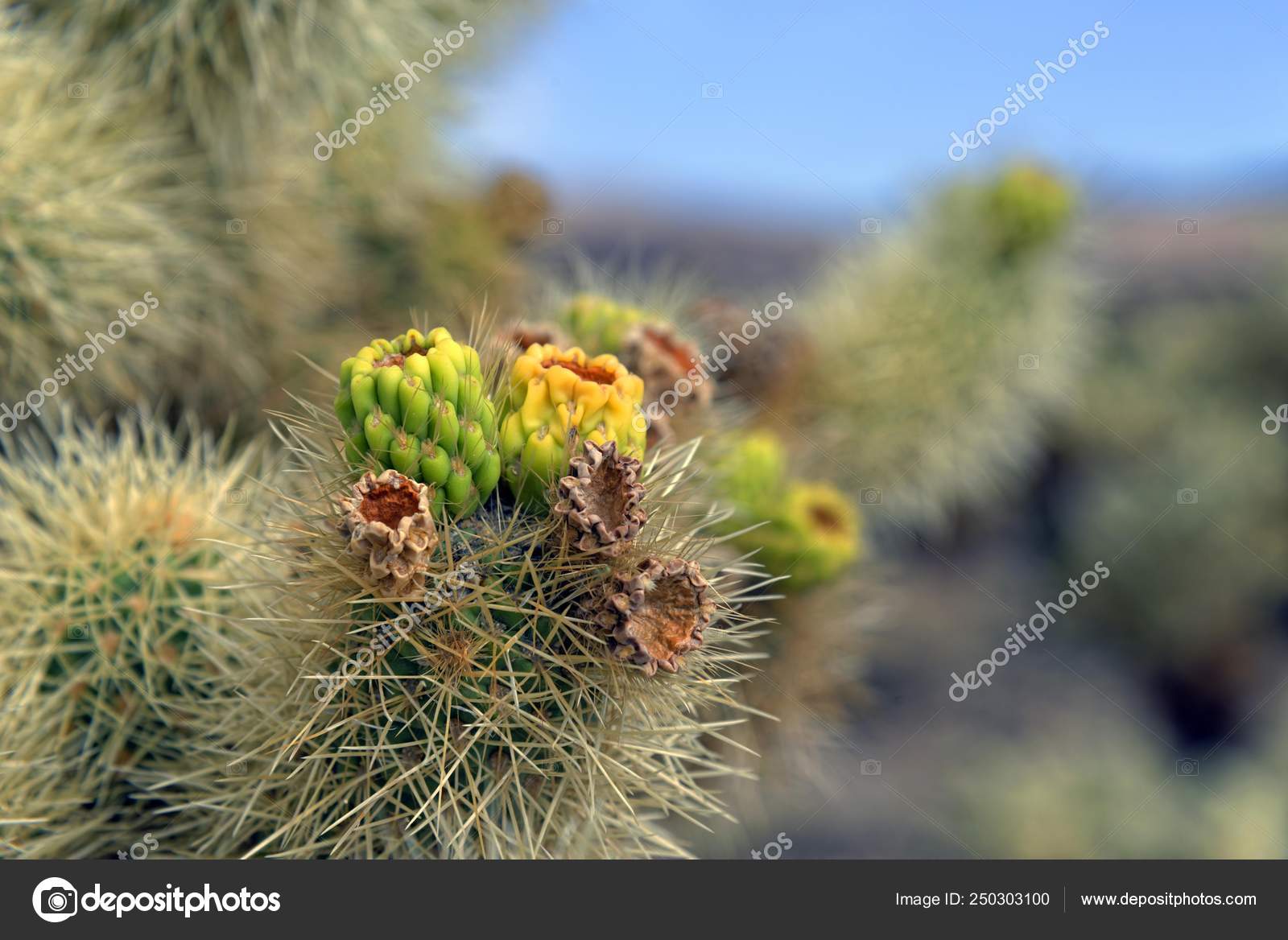 Flowering Cholla Cactus Cholla Cactus Garden Joshua Tree National Park ...