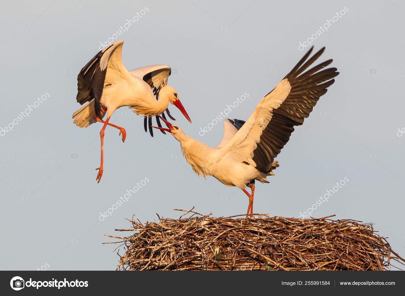 White Storks Nesting Blue Cleat Sky Stock Photo by ...